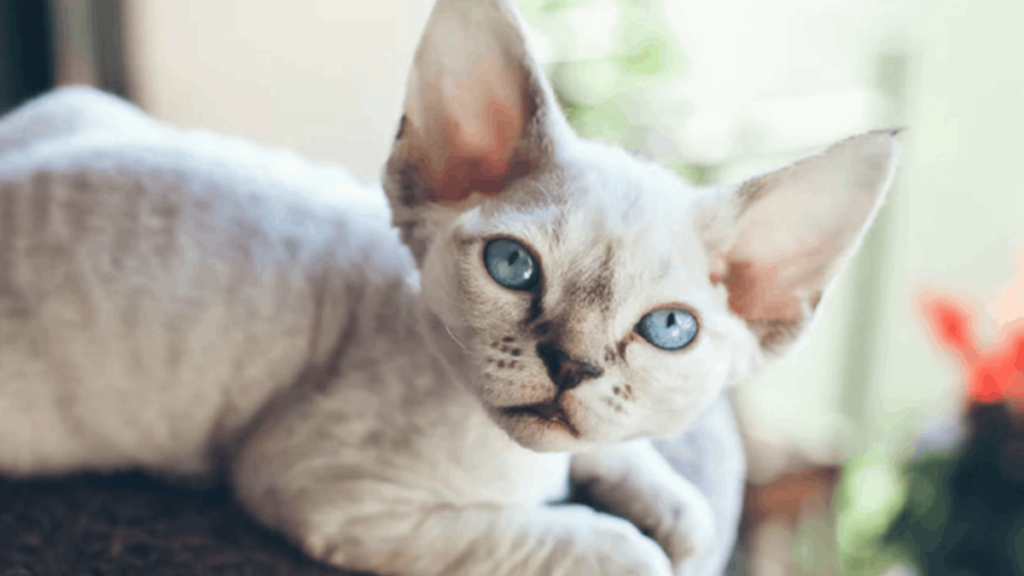 Minskin Cat Breed - Characteristics, Facts, Popularity, & More ...