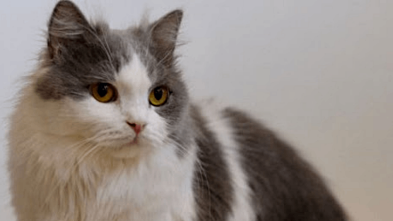 Minuet Cat Breed - Characteristics, Facts, Popularity, & More ...