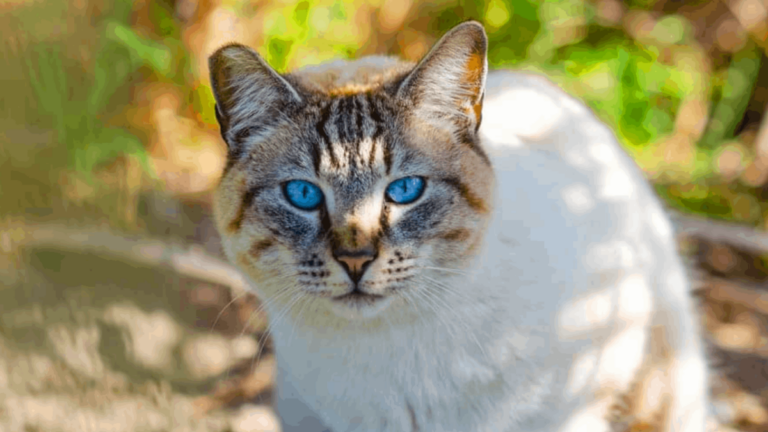 Ojos Azules Cat Breed - Characteristics, Facts, Popularity, & More ...