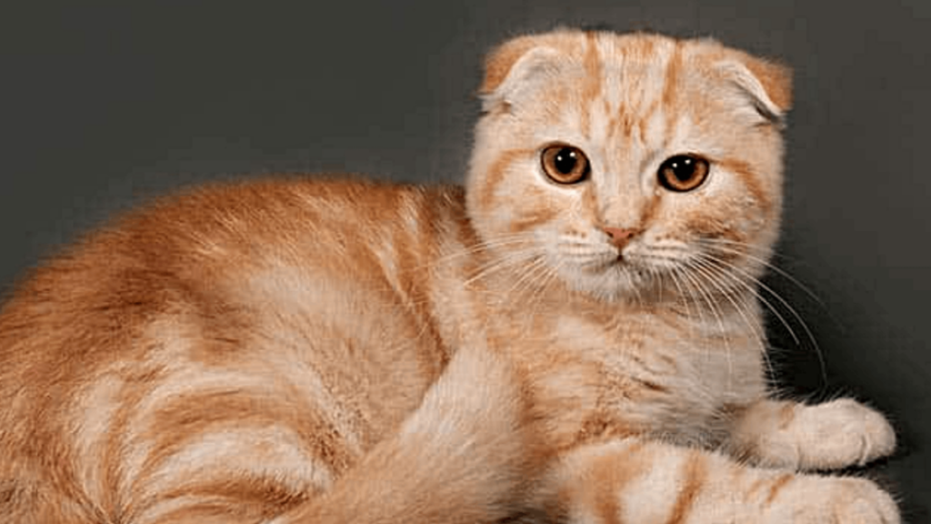 Scottish Fold Cat Breed - Characteristics, Facts, Popularity, & More ...