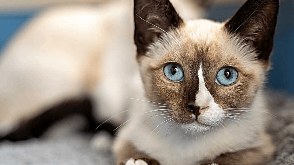 Snowshoe Cat Breed - Characteristics, Facts, Popularity, & More ...
